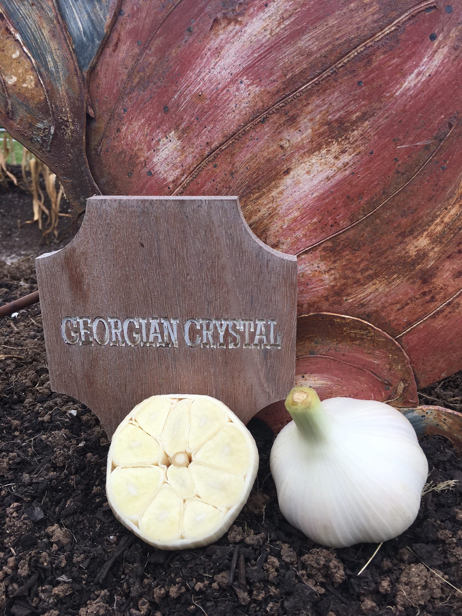 Georgian Crystal – Country Joy Farm – Gourmet Seed Garlic